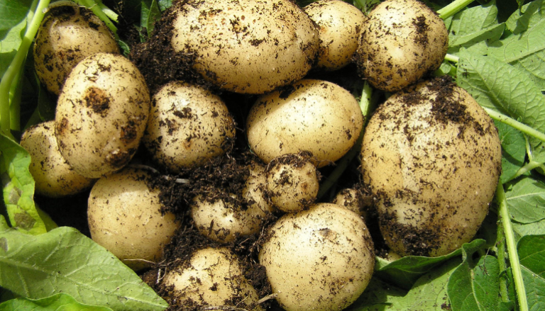 Potato farming - Mahraj Agriculture
